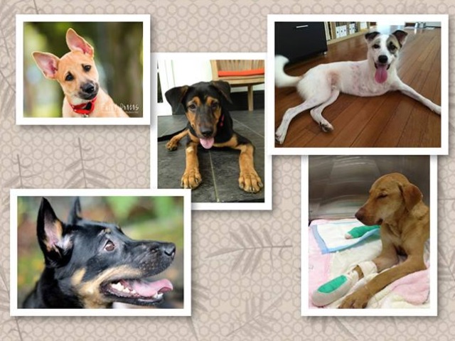 Three Legs Good Singapore | 1st Anniversary | Honeycombers