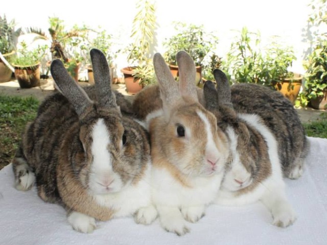 Bunny Awareness Programme | April 2014 | Honeycombers