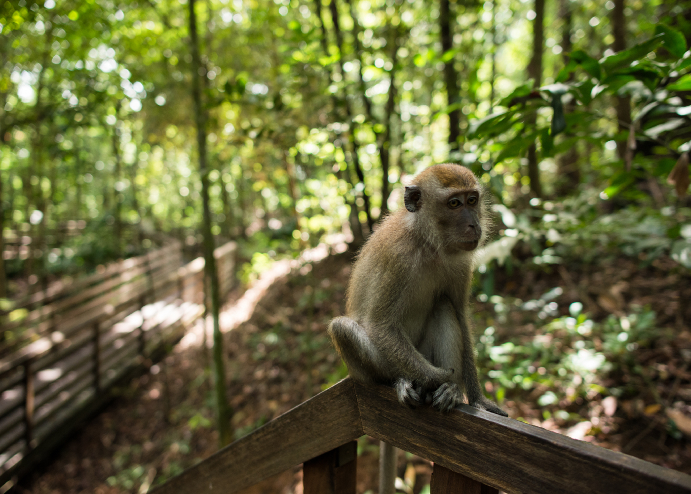 MacRitchie Reservoir Park guide: All you need to know | Honeycombers ...
