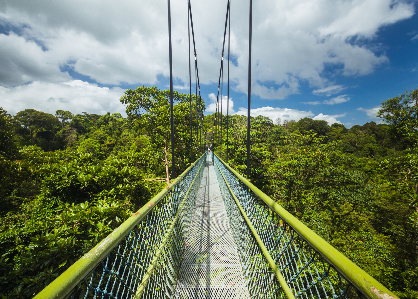 MacRitchie Reservoir Park guide: All you need to know | Honeycombers ...