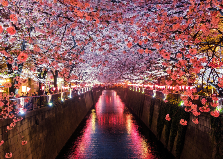 Cherry Blossom Season in Japan: Best Places to See Sakura