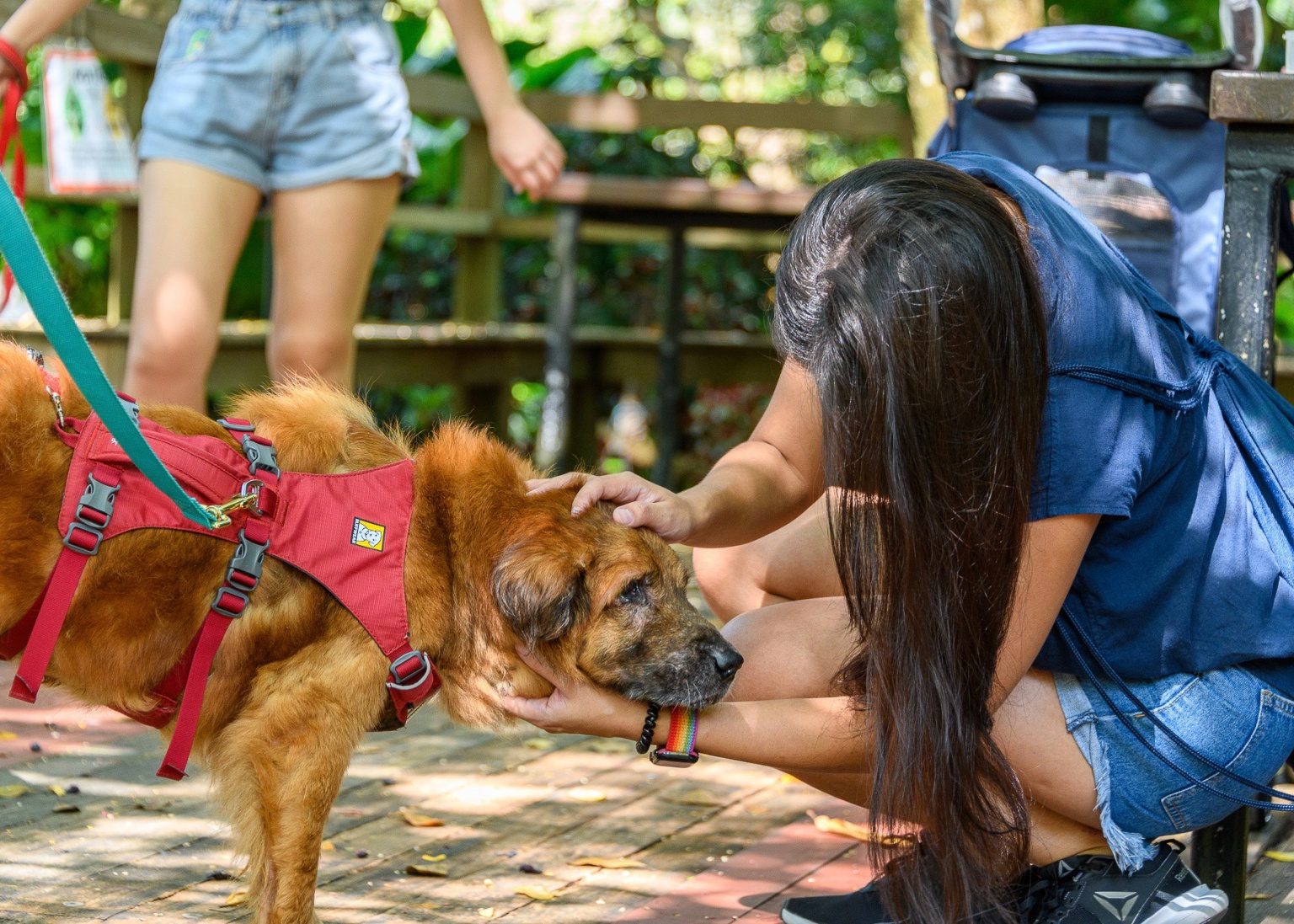 Guide to pet adoption in Singapore for dogs, cats & more | Honeycombers