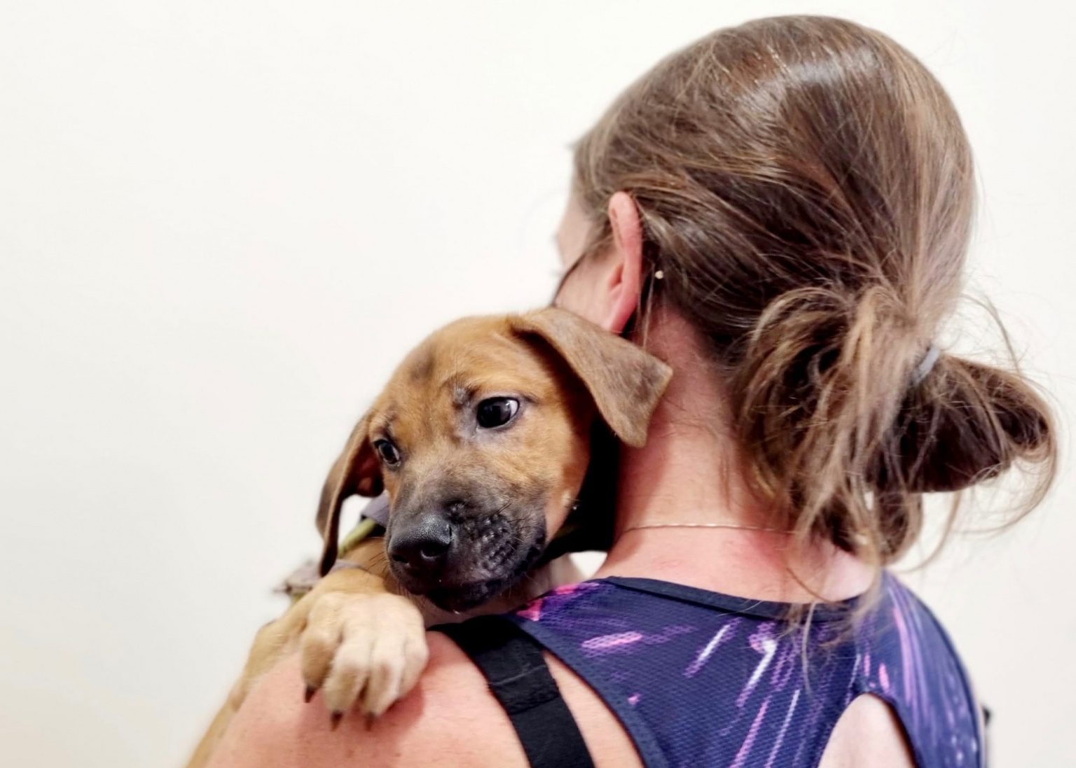 Guide to pet adoption in Singapore for dogs, cats & more | Honeycombers