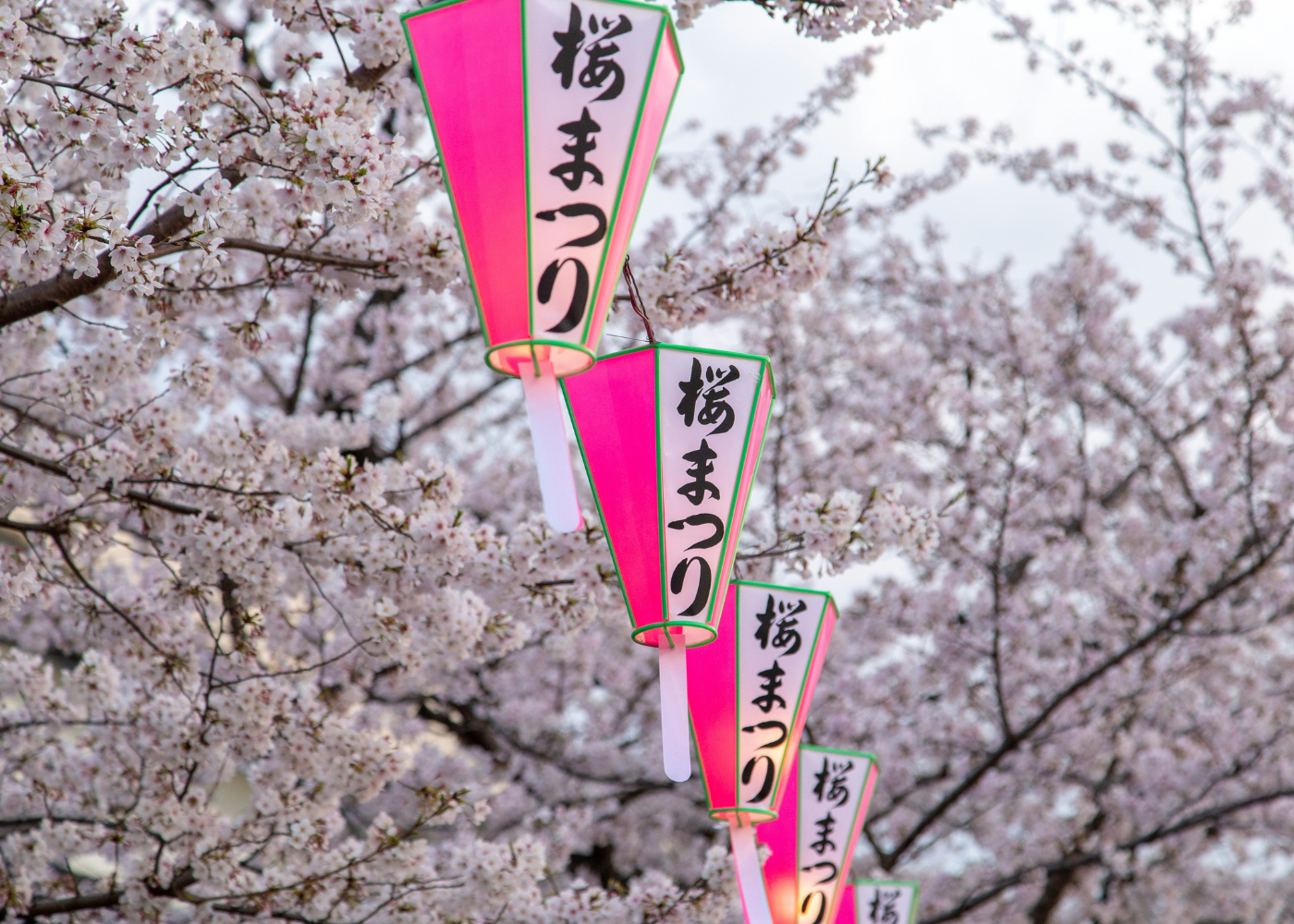 Cherry Blossom Season in Japan: Best Places to See Sakura