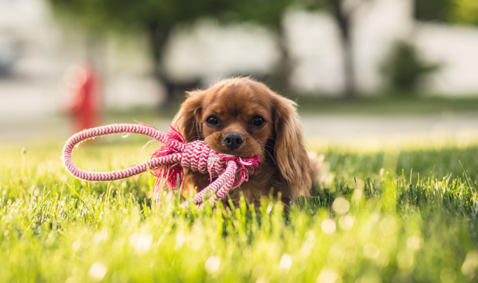 Pet Widget: You’ll never lose your pet again with this furry-friendly app