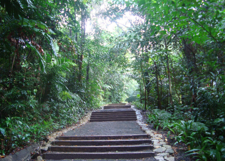 An ultimate hiking guide to the Southern Ridges [2021] | Honeycombers