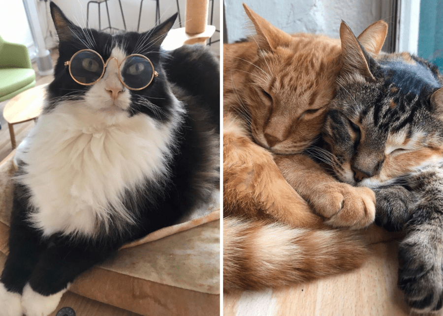 5 Fun Cat Cafes In Singapore For Coffee And Cute Kitties Honeycombers 5 Fun Cat Cafes In Singapore For Coffee And Cute Kitties Honeycombers