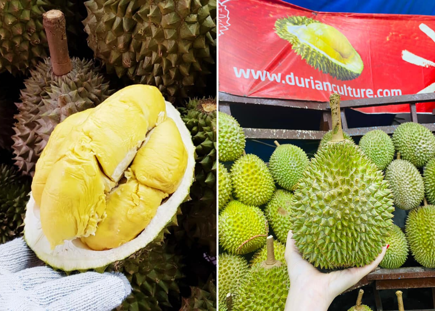 10 best durian stalls and delivery services in Singapore | Honeycombers