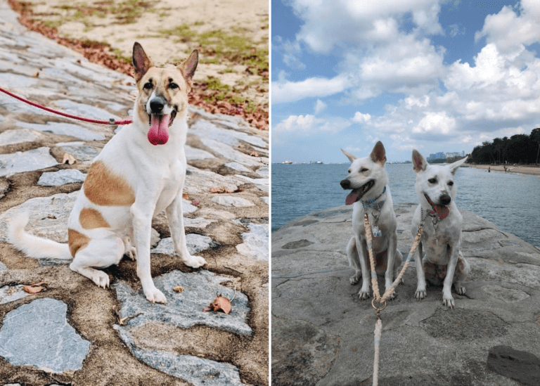 15 Animal Shelters and Charities in Singapore to Volunteer At