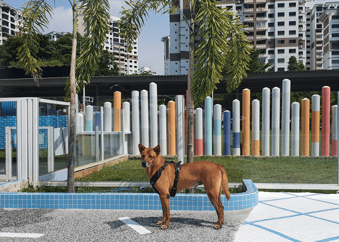 15 Animal Shelters and Charities in Singapore to Volunteer At