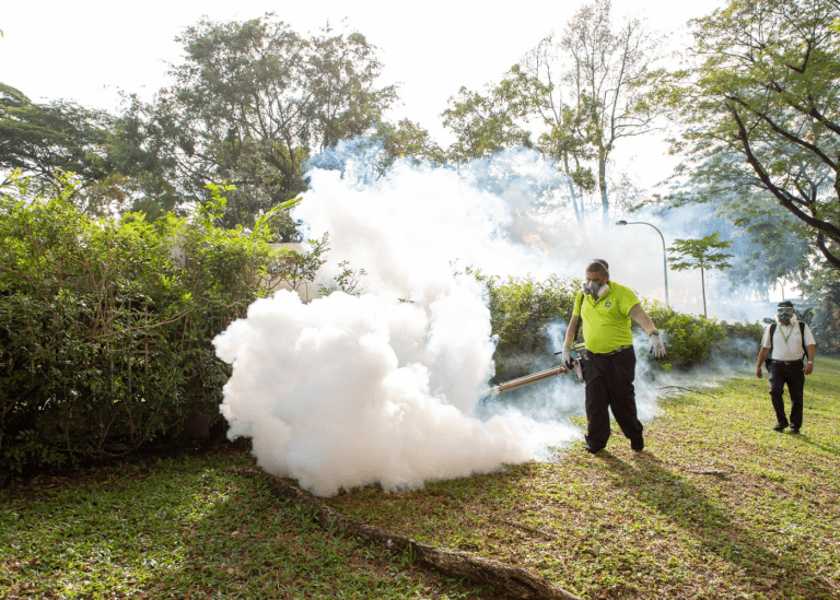 How to prevent dengue: Tips to protect your home in Singapore