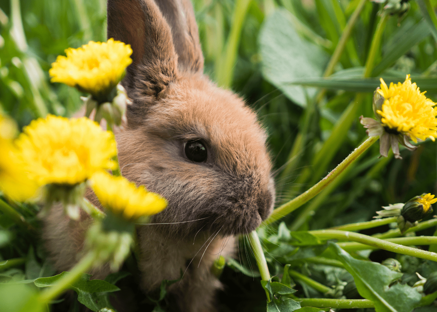 15 Animal Shelters and Charities in Singapore to Volunteer At