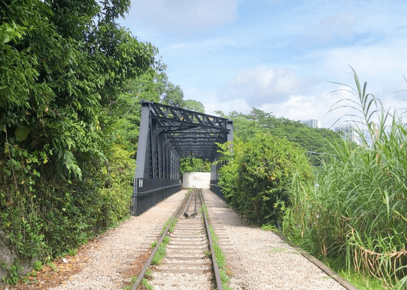 Hiking in Singapore: 28 best walking trails for trekking | Honeycombers