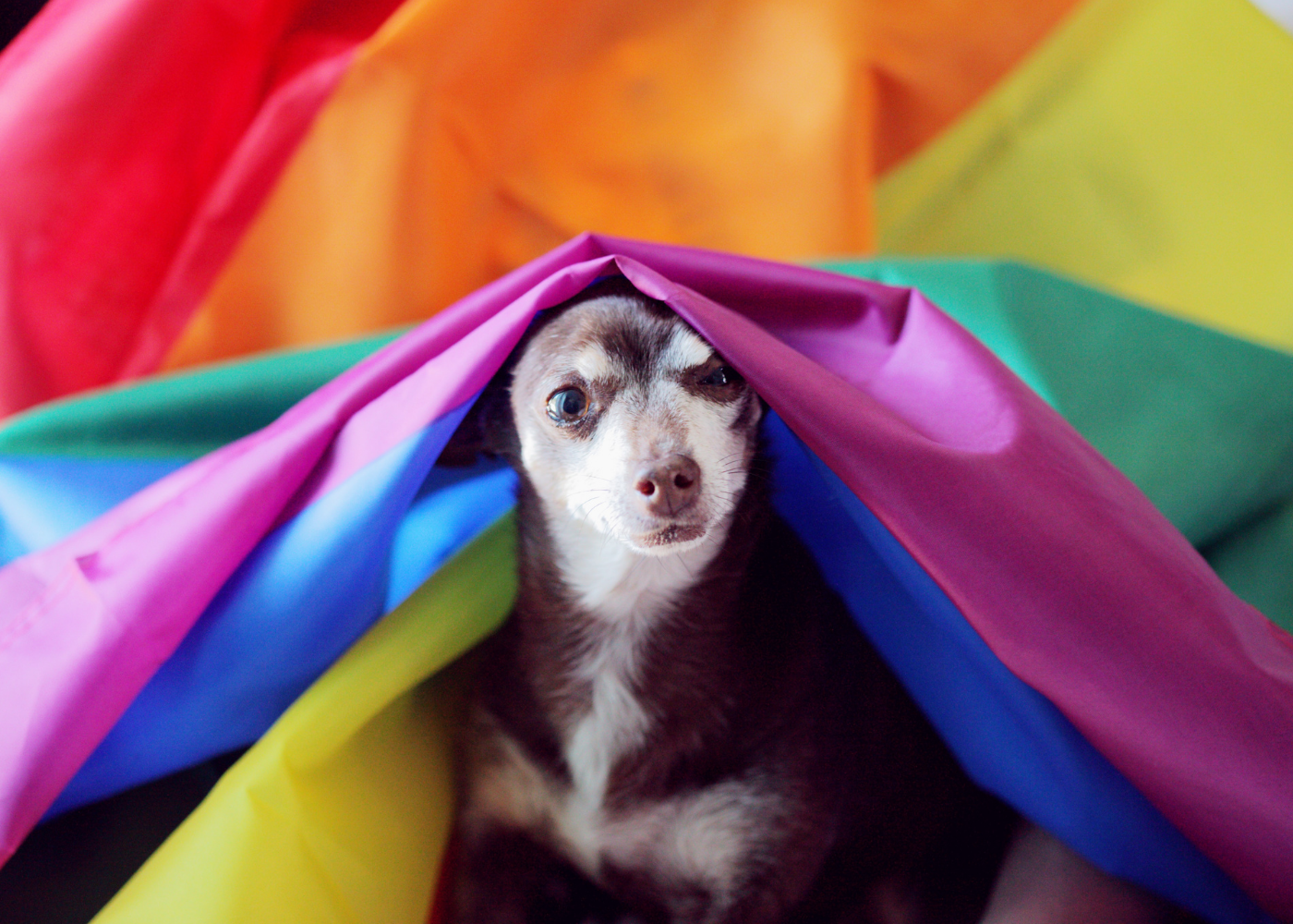 Get your pride on: The best events at PinkFest 2021 | Honeycombers