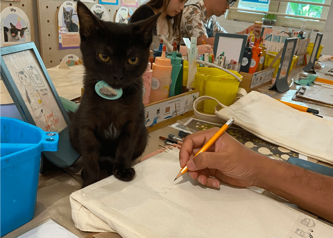 8 fun cat cafes in Singapore for coffee and cute kitties | Honeycombers ...