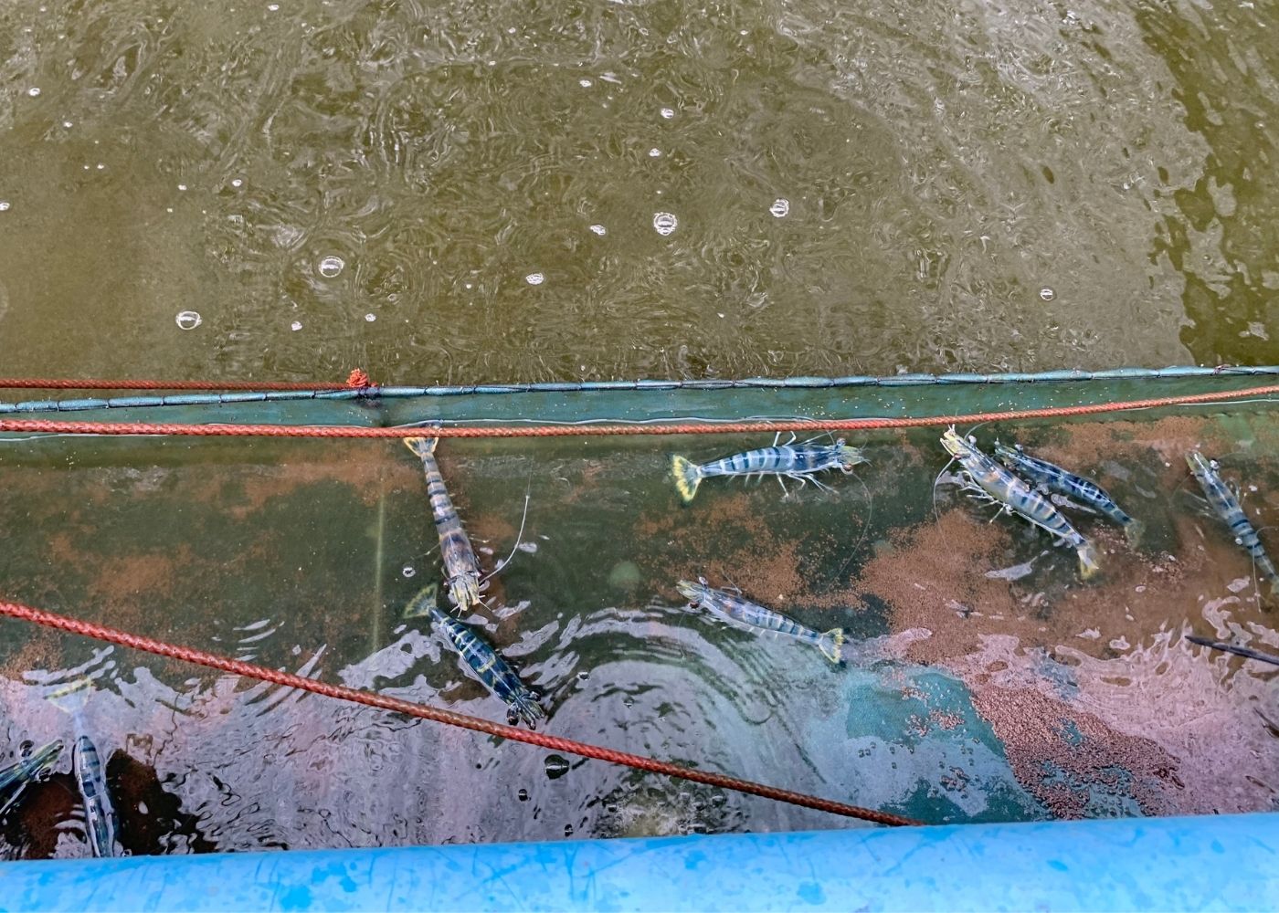 Discover sustainable farming at this shrimp farm in Singapore ...