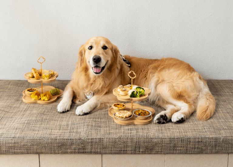 Amara Sanctuary Resort Sentosa’s lush pet-friendly getaway | Honeycombers