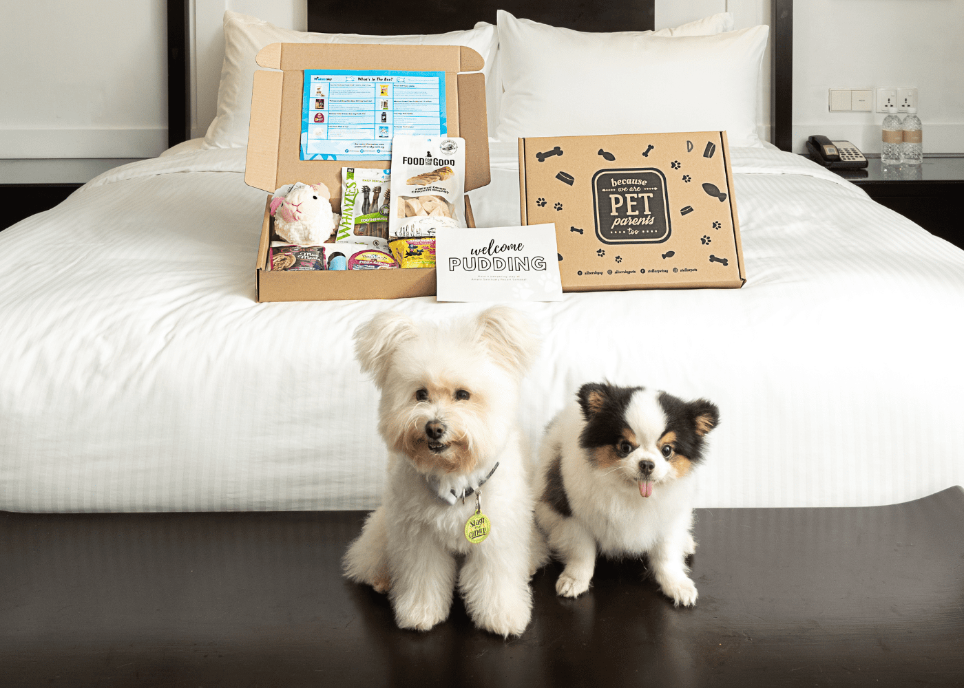 Amara Sanctuary Resort Sentosa’s lush pet-friendly getaway | Honeycombers