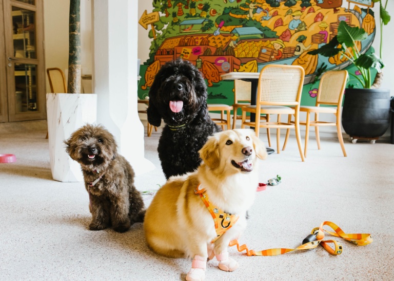 17 best dog-friendly cafes and restaurants in Singapore | Honeycombers ...
