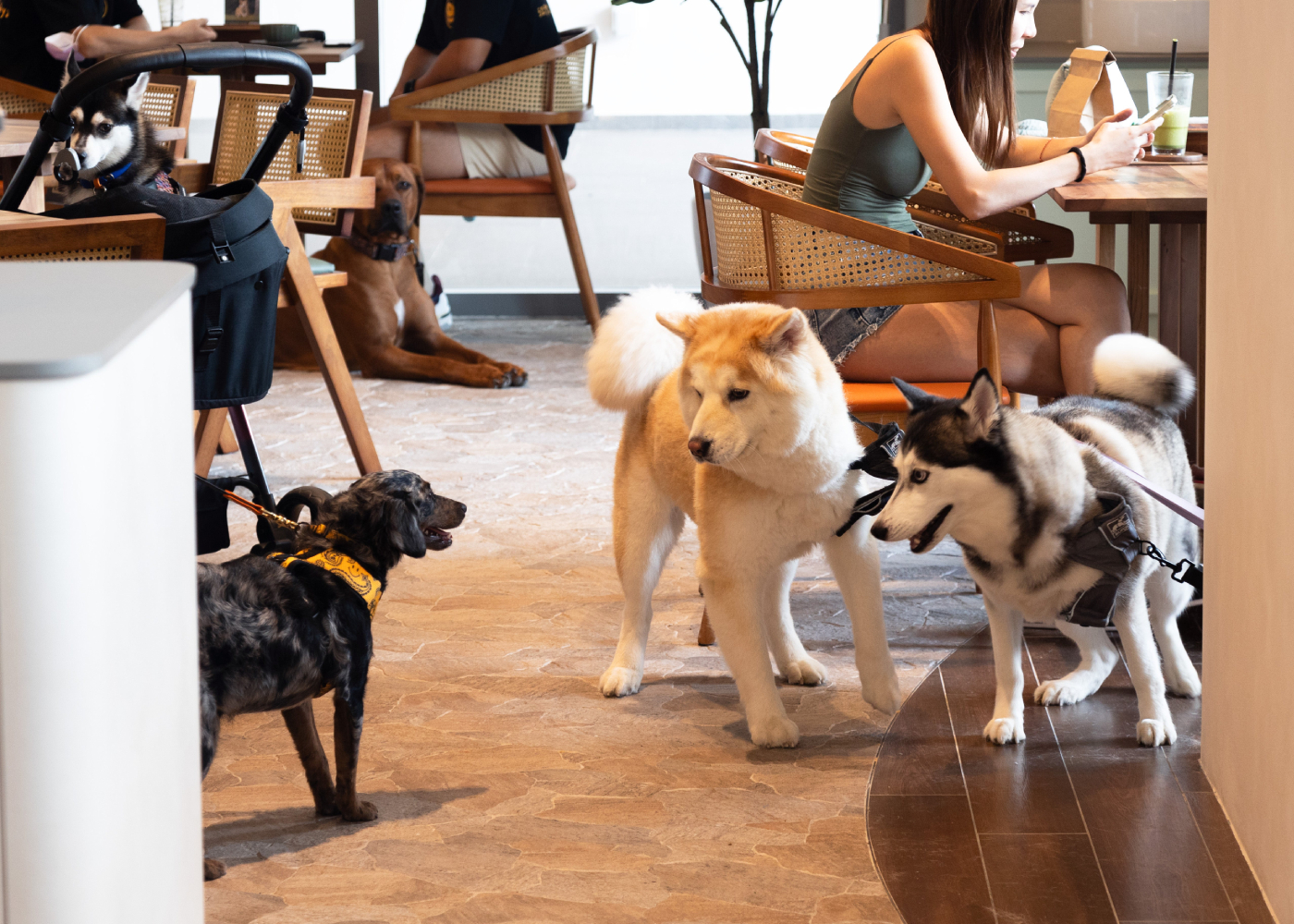17 best dog-friendly cafes and restaurants in Singapore | Honeycombers Singapore
