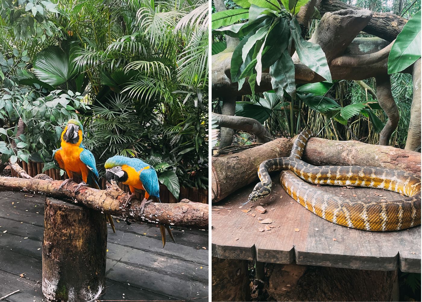 Review: Glamping in the Wild at the Singapore Zoo | Honeycombers
