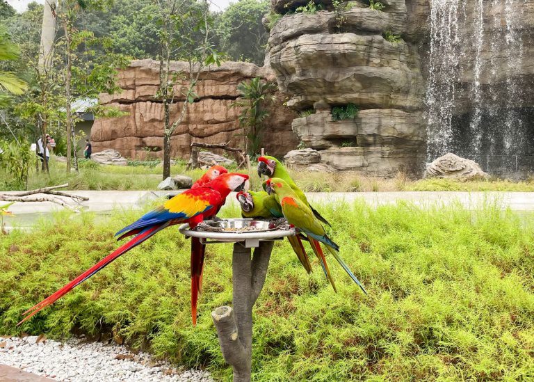 Best things to do at Bird Paradise: Our must-read guide | Honeycombers