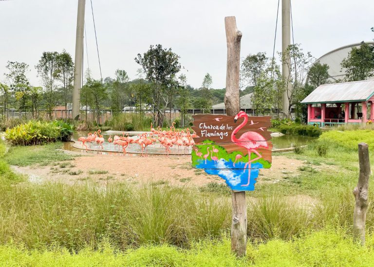 Best things to do at Bird Paradise: Our must-read guide | Honeycombers