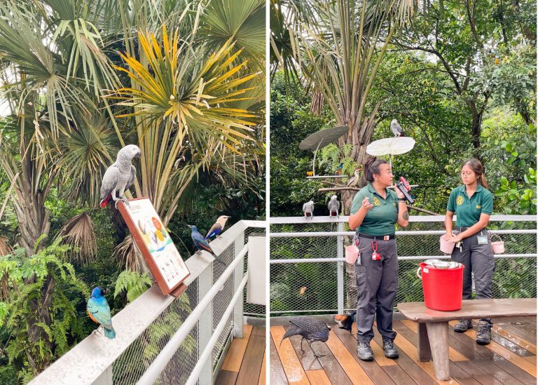 Best things to do at Bird Paradise: Our must-read guide | Honeycombers