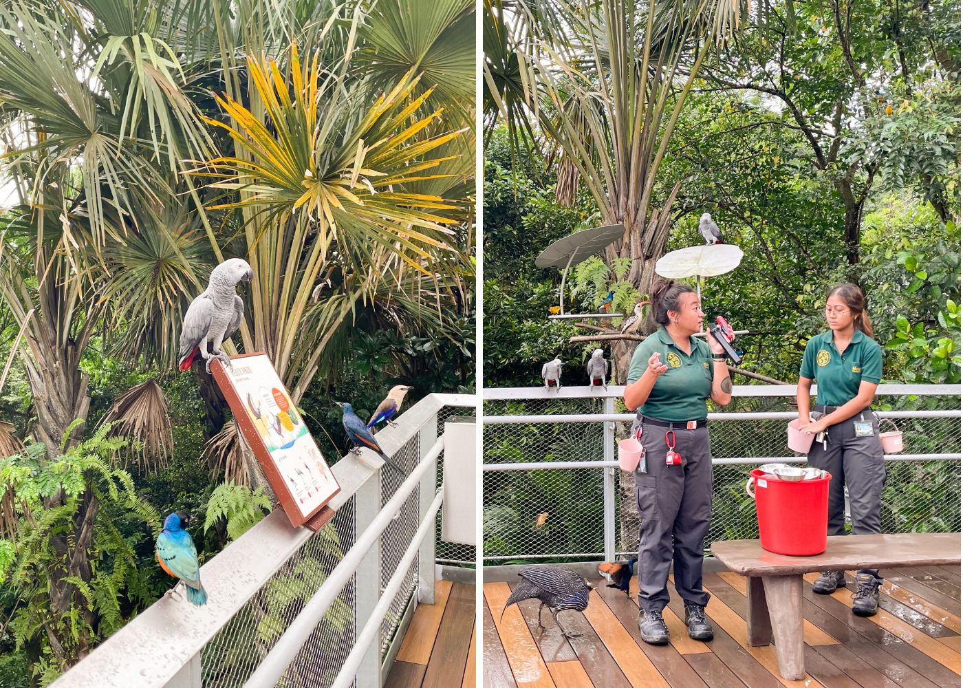 Best things to do at Bird Paradise: Our must-read guide | Honeycombers