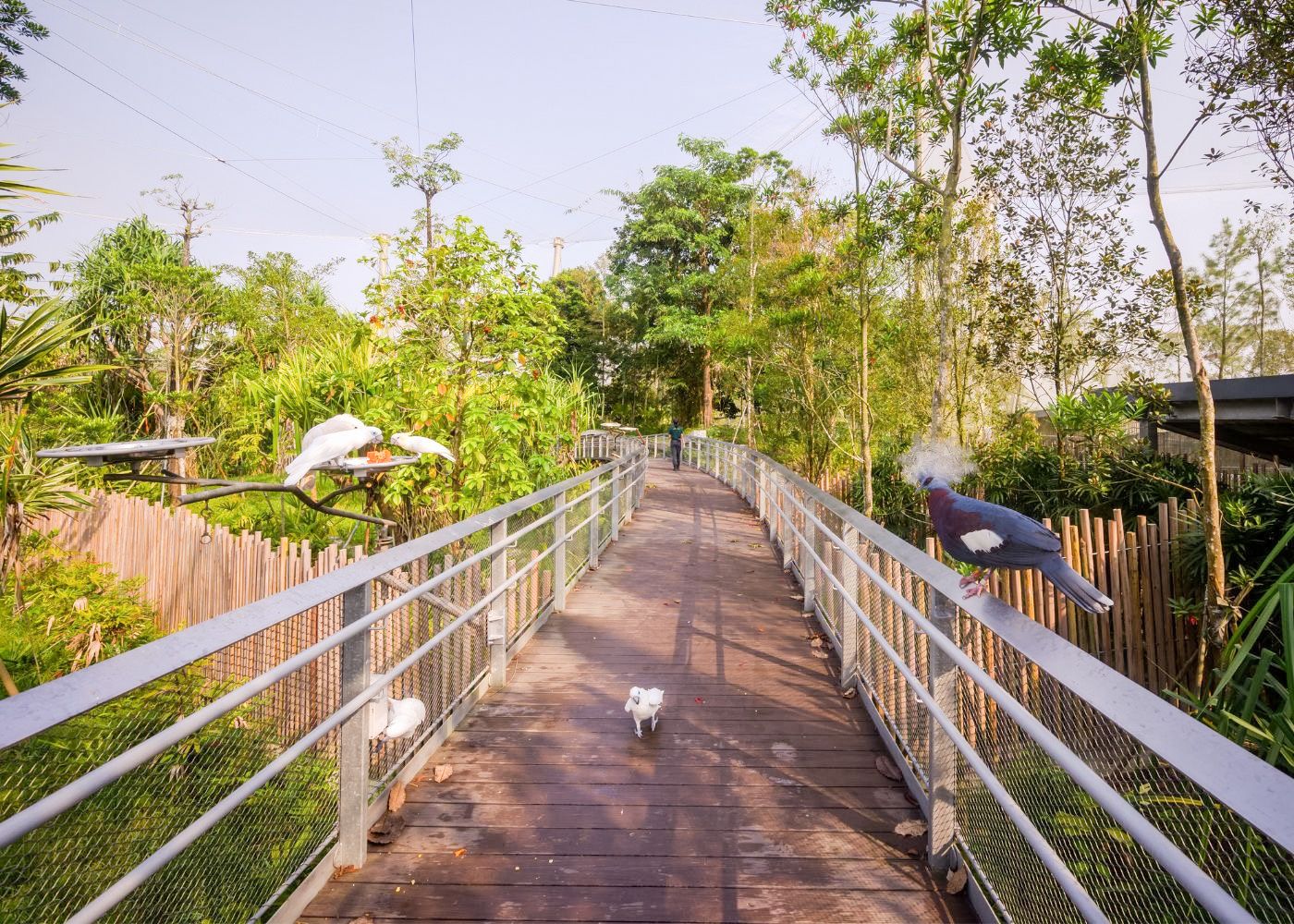 Best things to do at Bird Paradise: Our must-read guide | Honeycombers