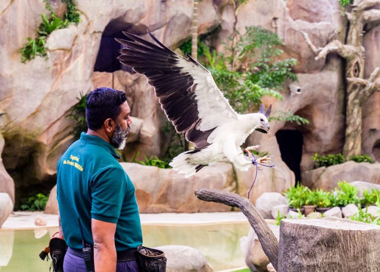 Best things to do at Bird Paradise: Our must-read guide | Honeycombers