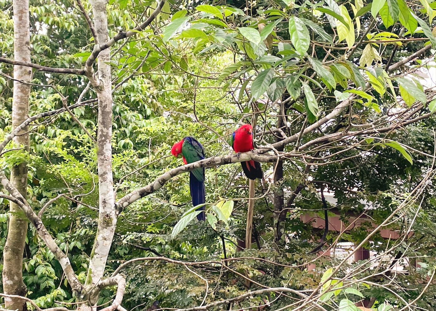 Best things to do at Bird Paradise: Our must-read guide | Honeycombers