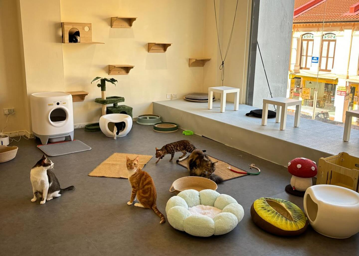 8 fun cat cafes in Singapore for coffee and cute kitties | Honeycombers ...