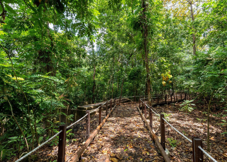 23 Lush Hiking Trails in Singapore: From Easy to Challenging