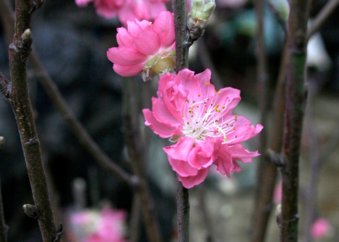 8 Best Chinese New Year Flower Decorations For Good Fortune