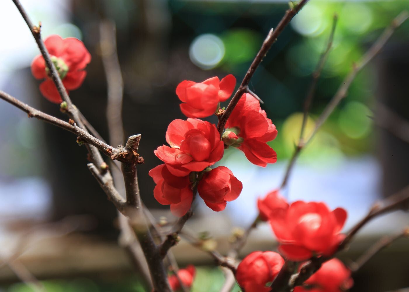 8 Best Chinese New Year Flower Decorations For Good Fortune