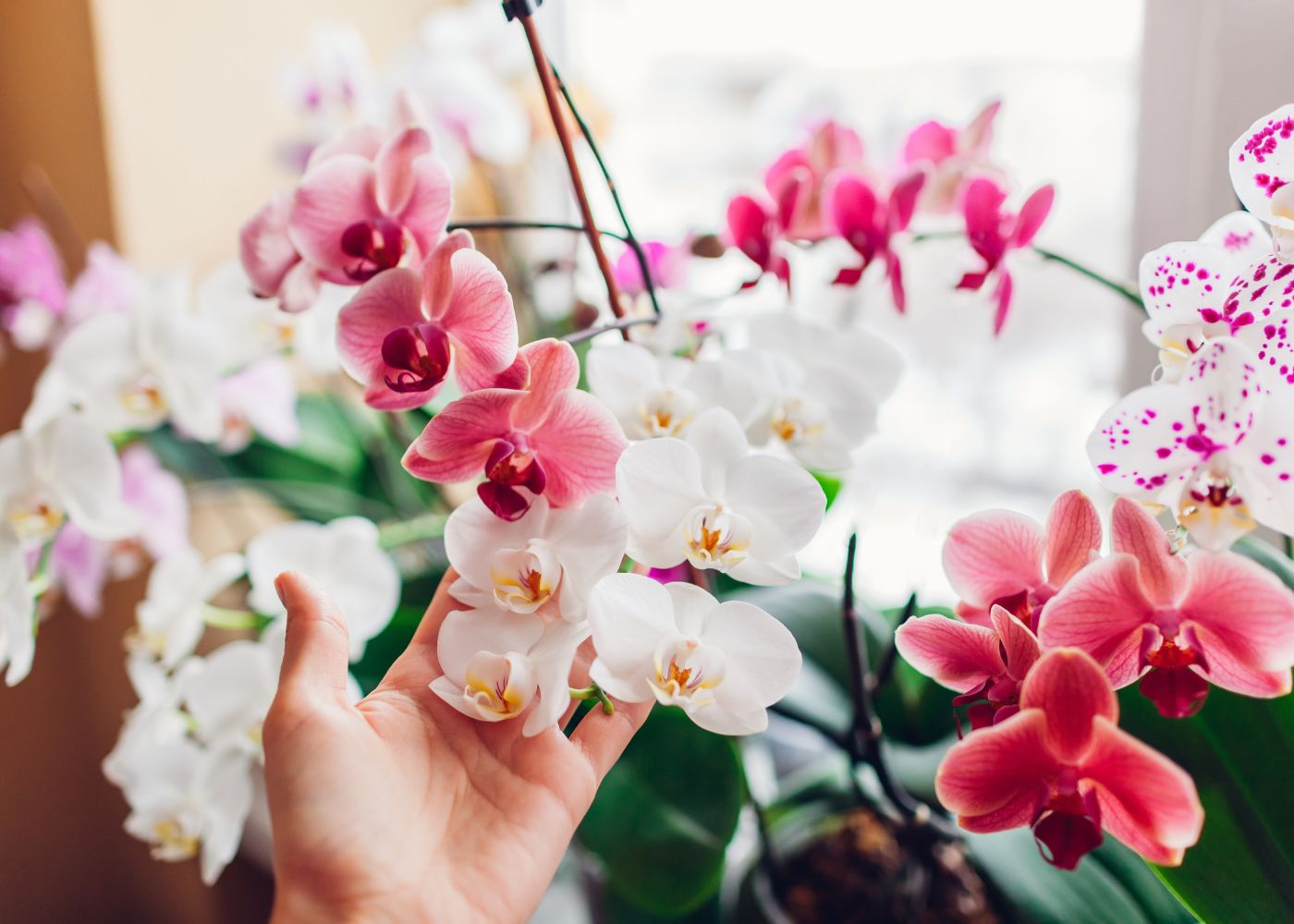 8 Best Chinese New Year Flower Decorations For Good Fortune