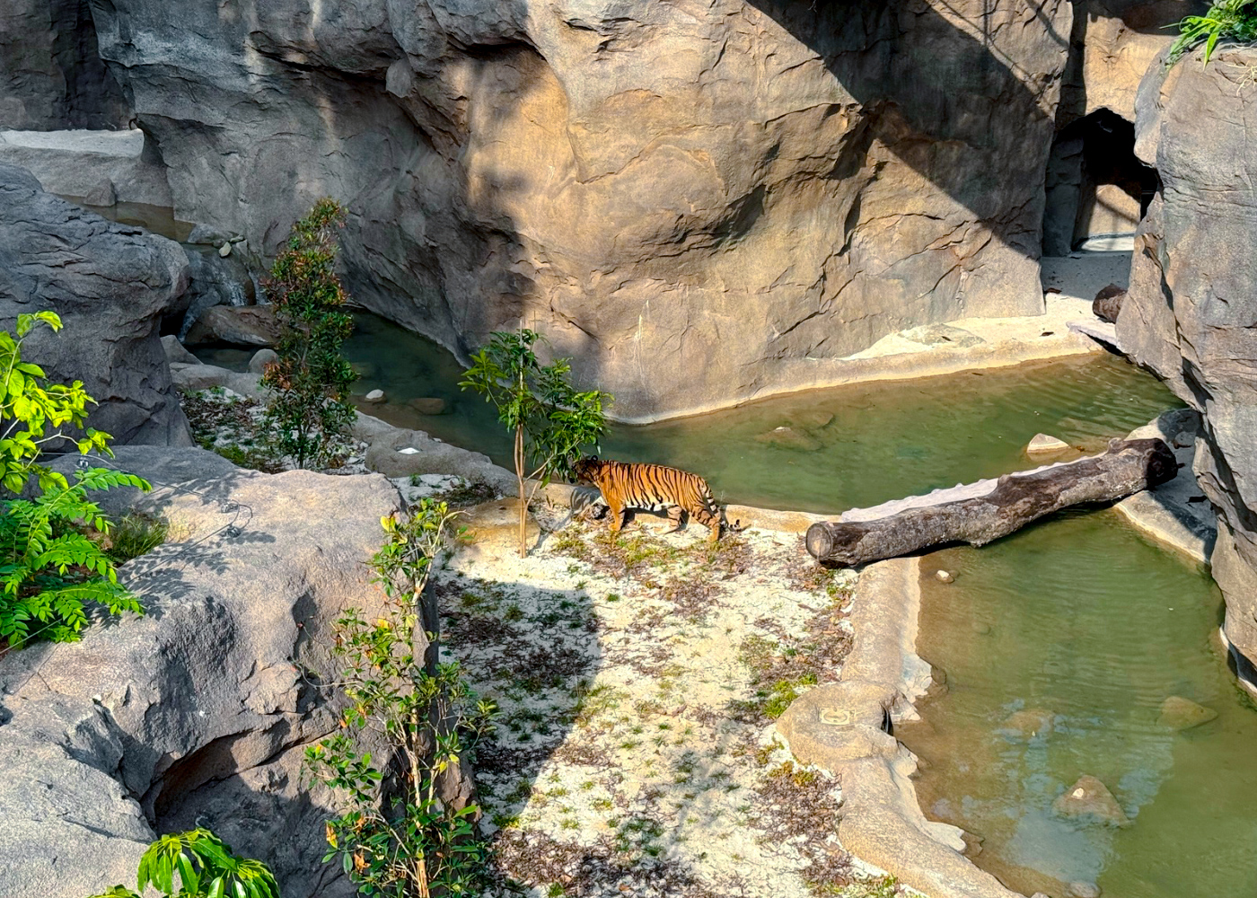 The Ultimate Guide To Rainforest Wild Asia in Singapore