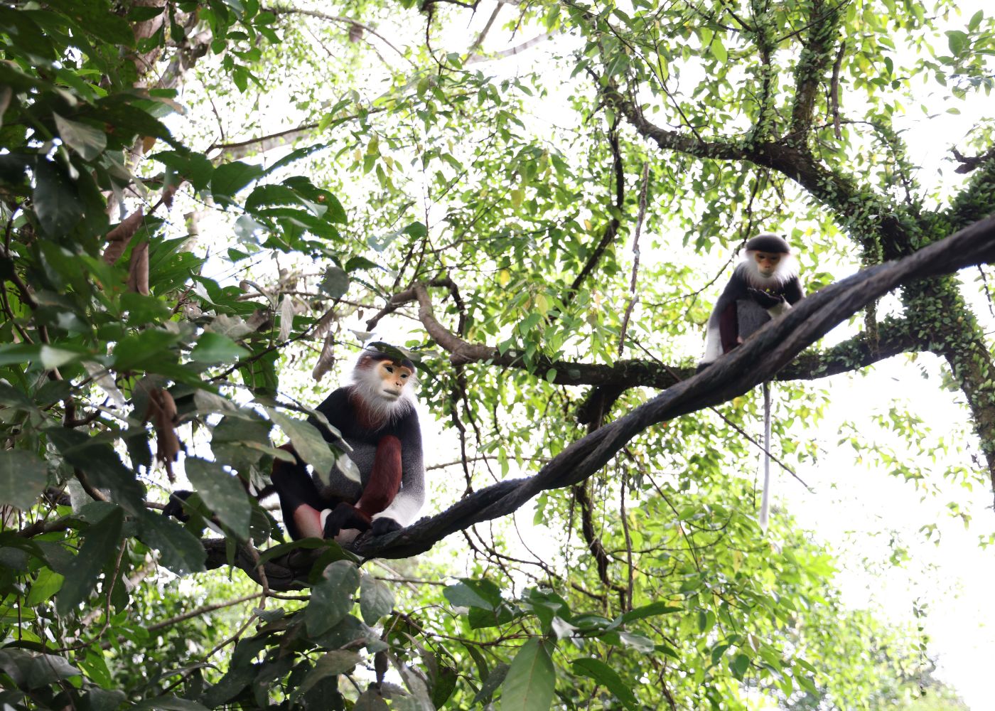 The Ultimate Guide To Rainforest Wild Asia in Singapore