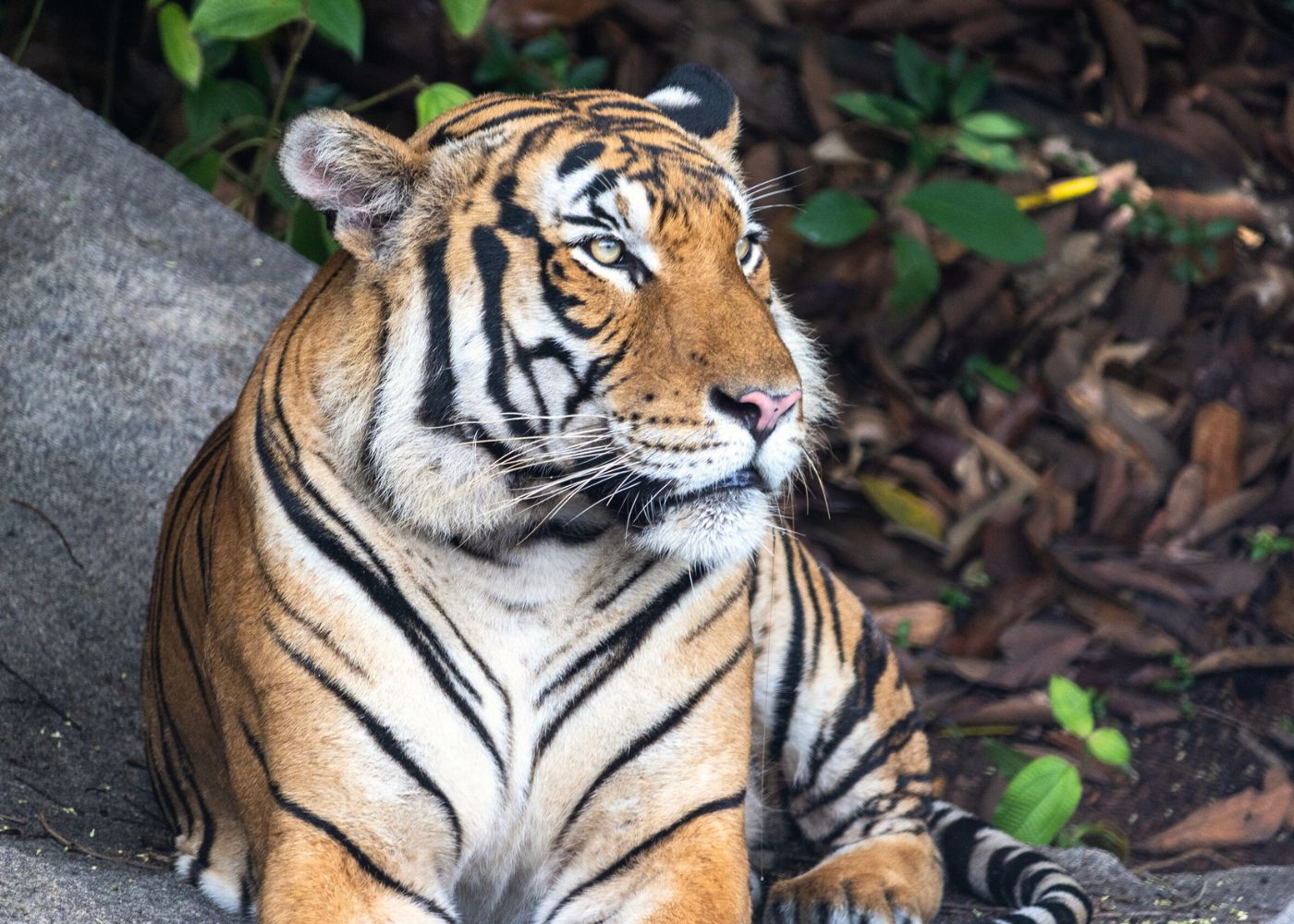 The Ultimate Guide To Rainforest Wild Asia in Singapore