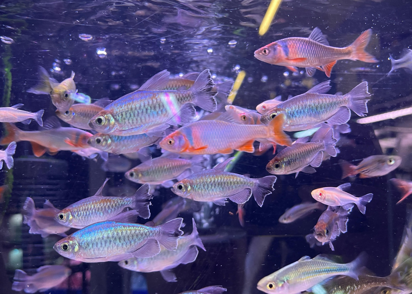 9 Best Aquarium Shops in Singapore
