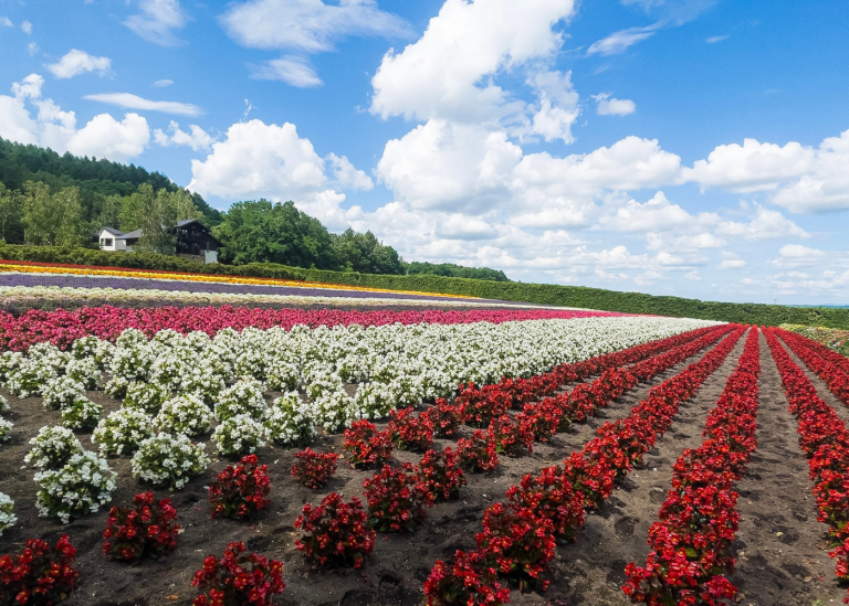 Where To See Japan’s Flower Bloom Season All Year Round