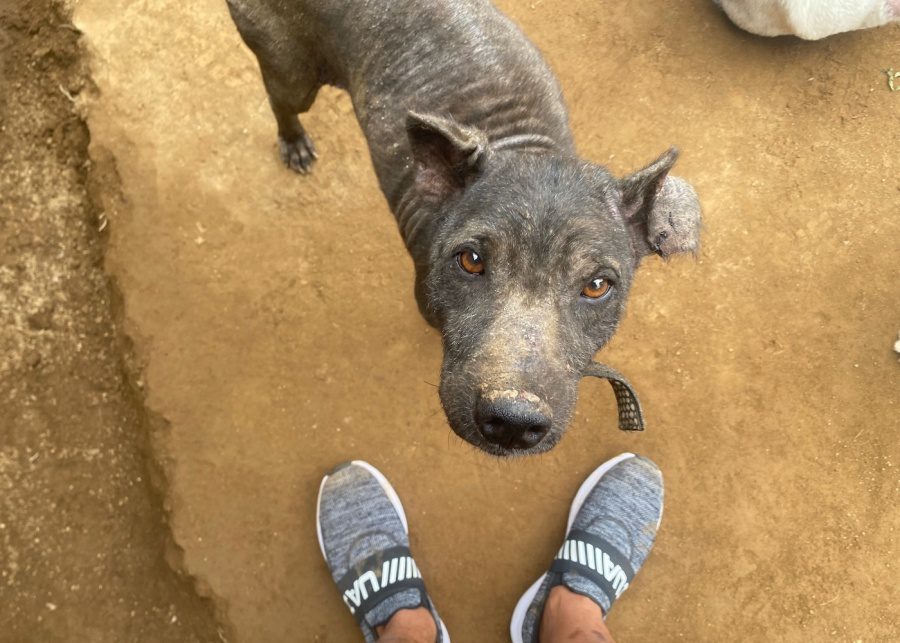 How to help stray dogs in Bali + who to contact | Honeycombers Bali