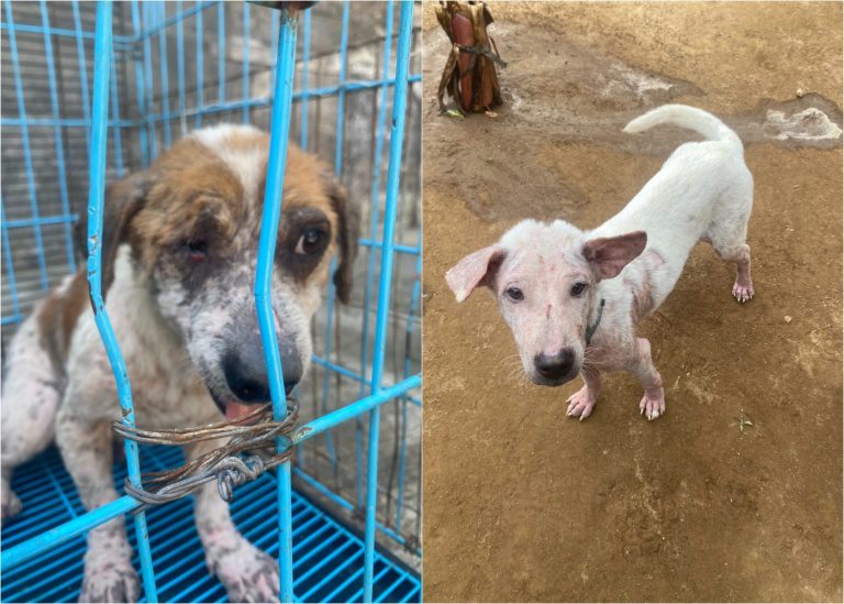 How to help stray dogs in Bali + who to contact | Honeycombers Bali