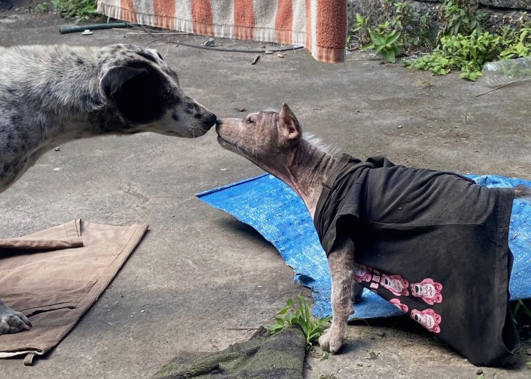 How to help stray dogs in Bali + who to contact | Honeycombers Bali