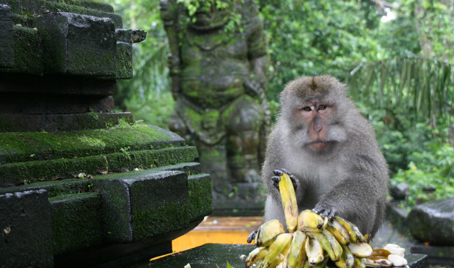 Two Week Guide | Bali Holiday | The Honeycombers Bali