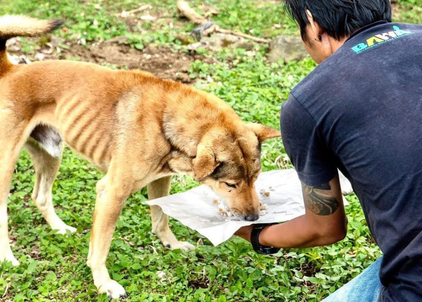14 animal charities in Bali worthy of your donations | Honeycombers Bali