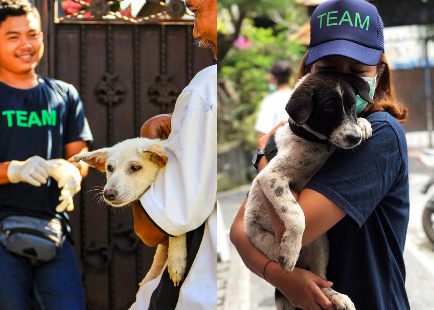 14 animal charities in Bali worthy of your donations | Honeycombers Bali