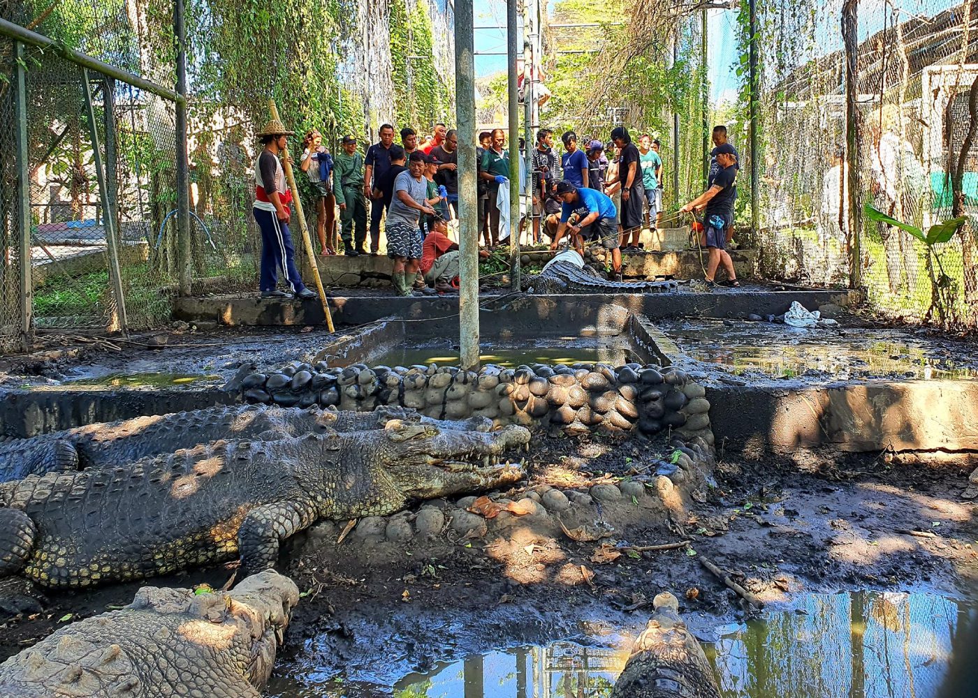 14 animal charities in Bali worthy of your donations | Honeycombers Bali