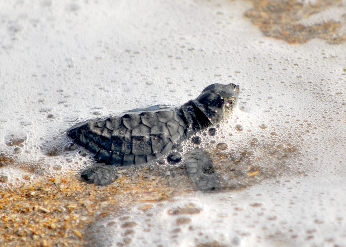 14 animal charities in Bali worthy of your donations | Honeycombers Bali